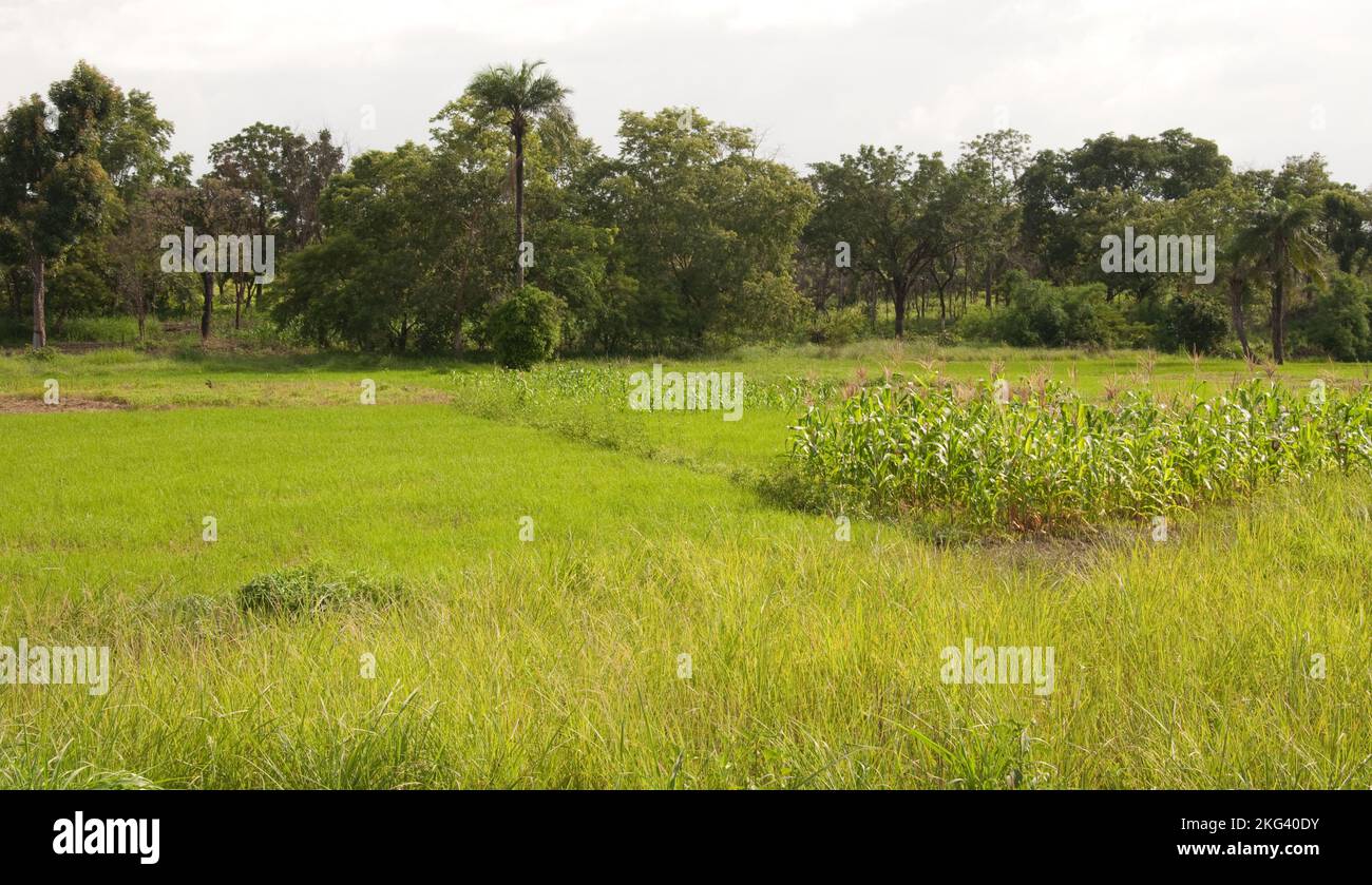 Rice fields, Atacora Province, Benin. Atacora is a very beautiful ...