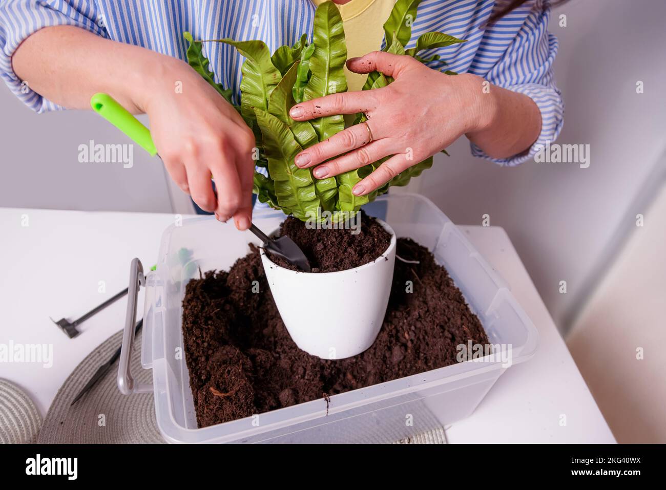 Nsplanting hi-res stock photography and images - Alamy