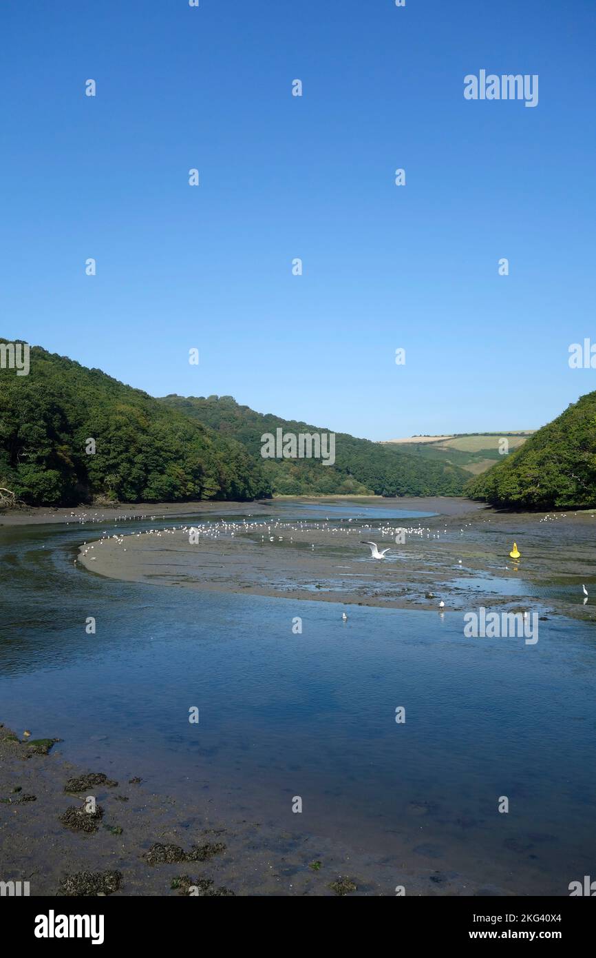 West Looe River at Low Tide With Kilminorth Wood on the Left Bank ...