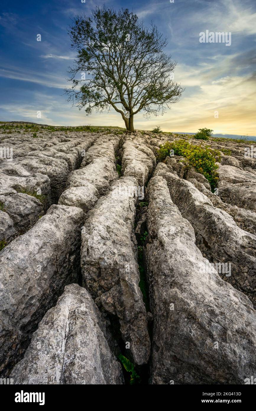 Dales lone tree not winskill not malham hi-res stock photography and ...