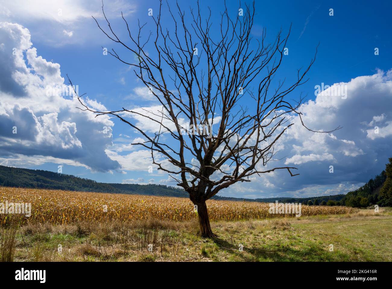 landscape with a dead tree in September, Weserbergland; Germany Stock ...