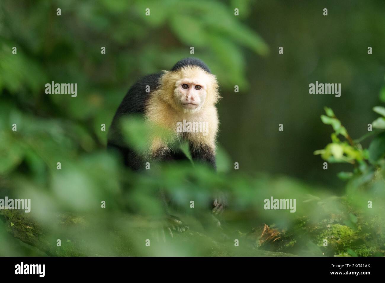 White-faced capuchin Monkey in the Rainforest Stock Photo - Alamy
