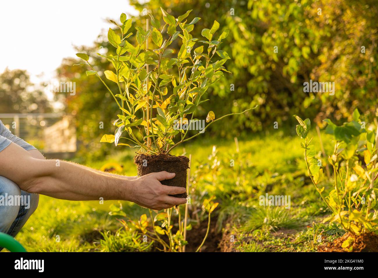 blueberry planting at sunset.Berries and fruits in the garden Stock ...