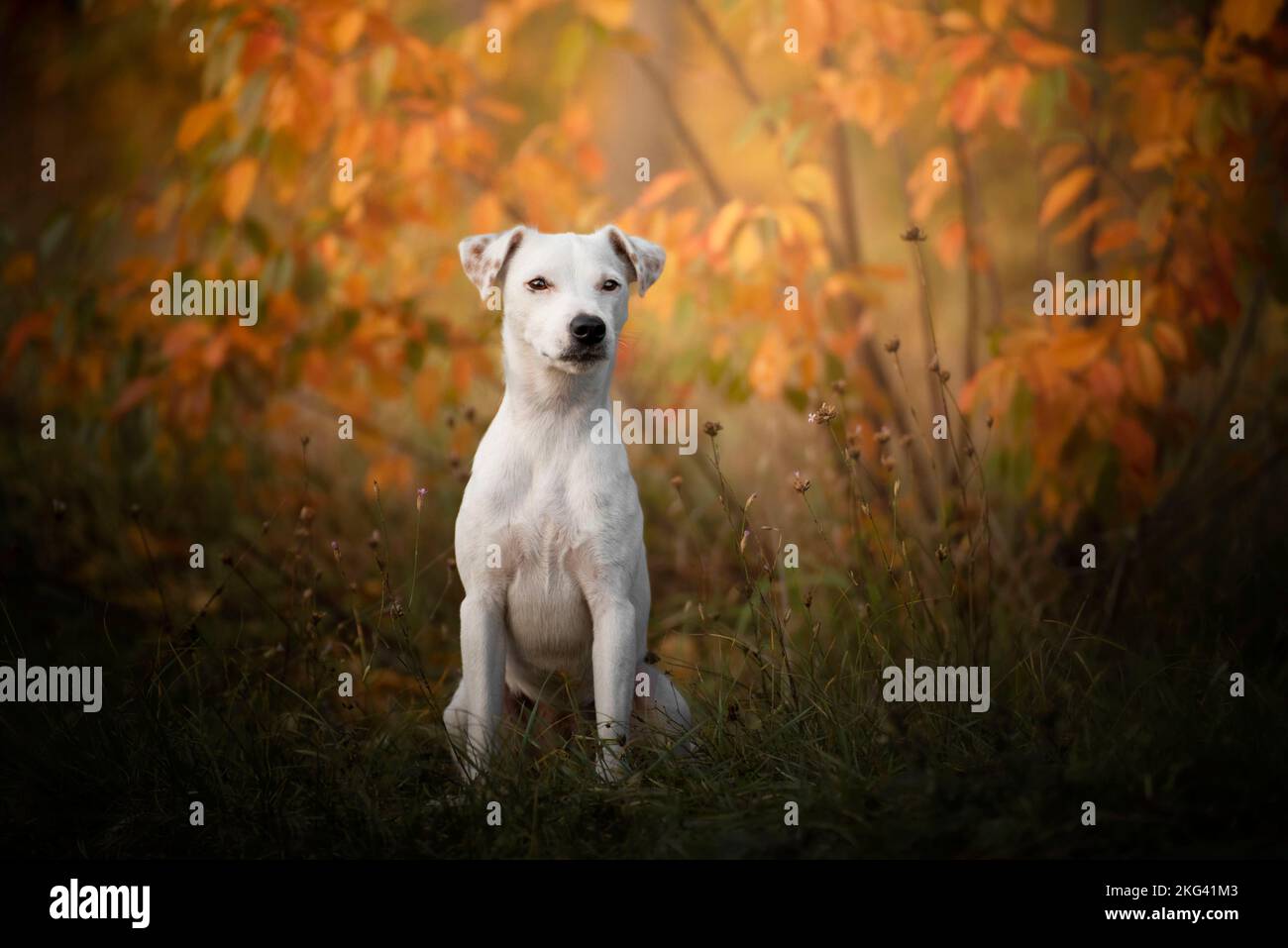 Female jack russell sitting in the forest Stock Photo - Alamy