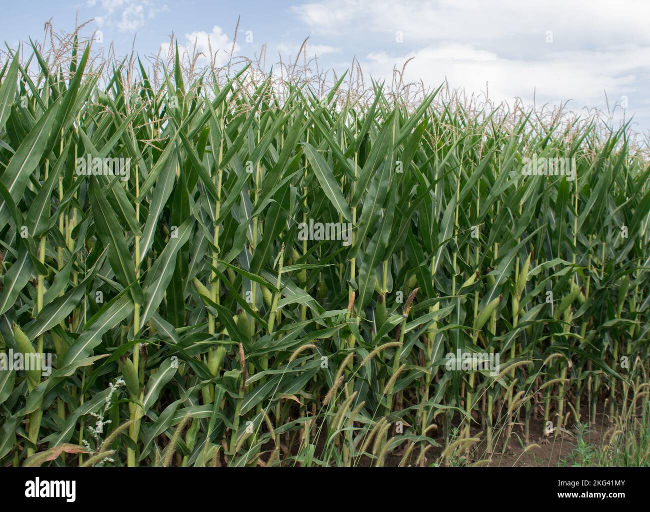 Farm fiel hi-res stock photography and images - Alamy