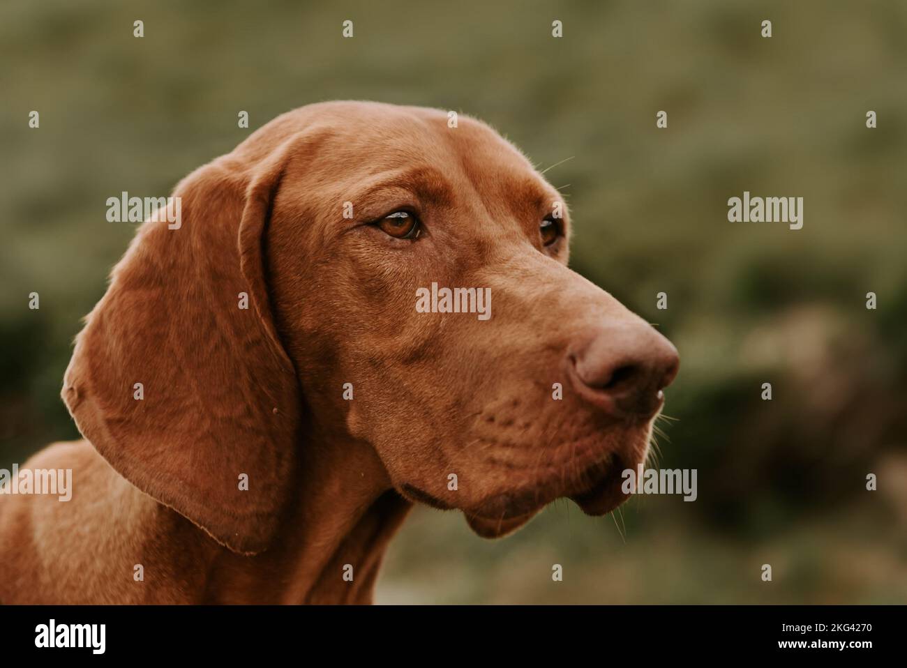 Beautiful vizsla purebred dog hi-res stock photography and images - Alamy