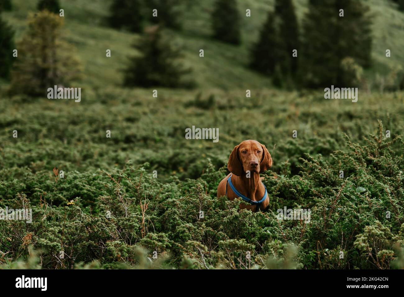 Hungarian Vizsla Dog Hunting in Bushes Stock Photo - Alamy