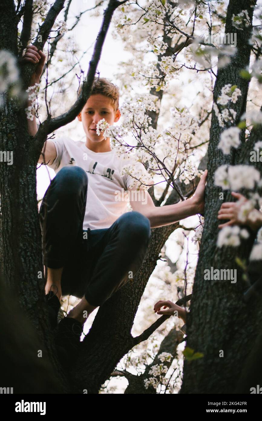 Boy climbing high in tree with white blossoms in spring Stock Photo - Alamy