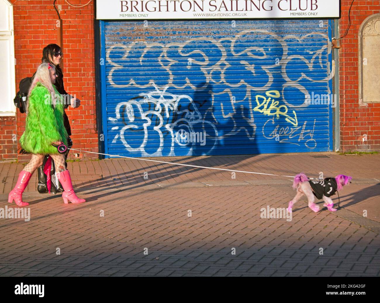 Dog walking in Brighton, England Stock Photo - Alamy