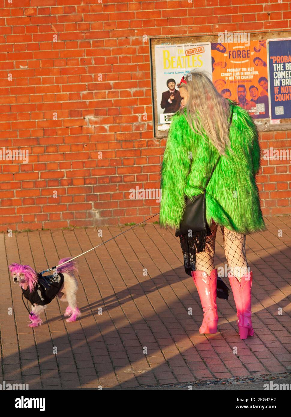 Dog walking in Brighton, England Stock Photo - Alamy