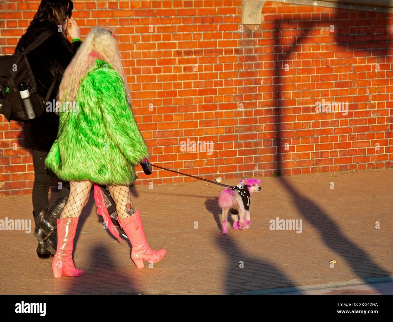 Dog walking in Brighton, England Stock Photo - Alamy
