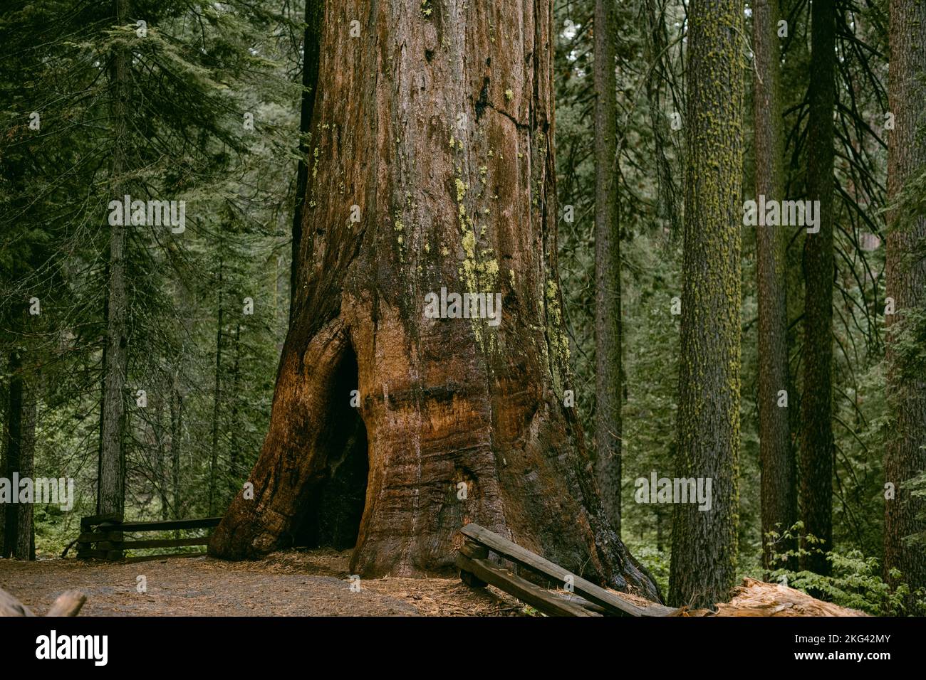 tree trunk with moss of giant sequoia Stock Photo - Alamy