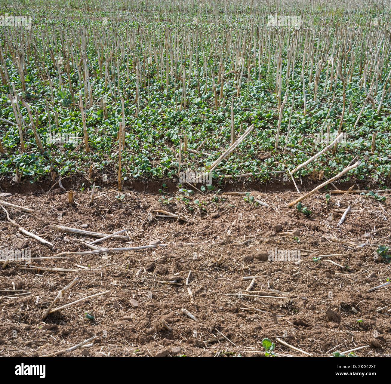 Rapeseed field and farming equipment hi-res stock photography and ...