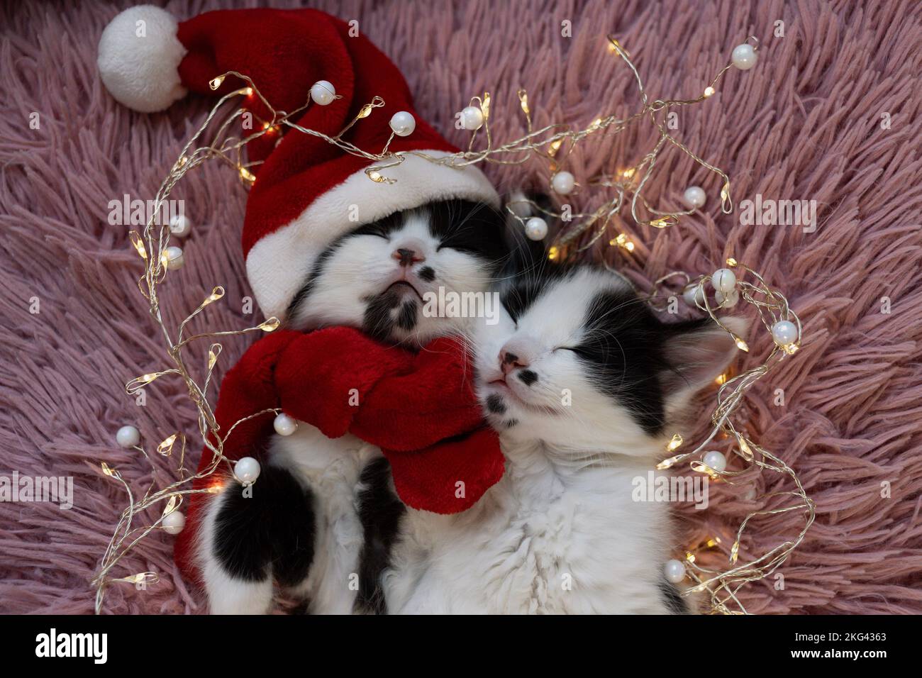two muzzles of black white cute kittens sleeping in embrace. One kitten ...