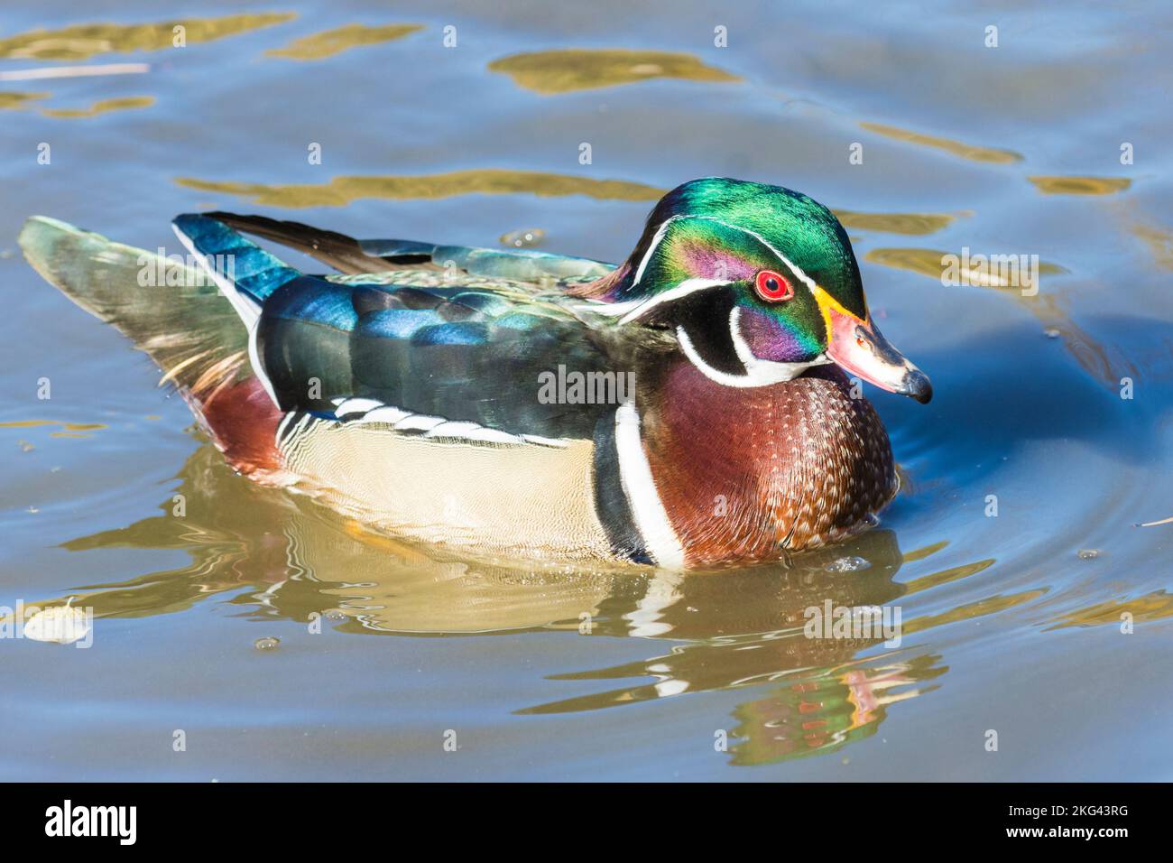 Male wood duck (Aix sponsa) in High Park, Toronto, Canada Stock Photo ...