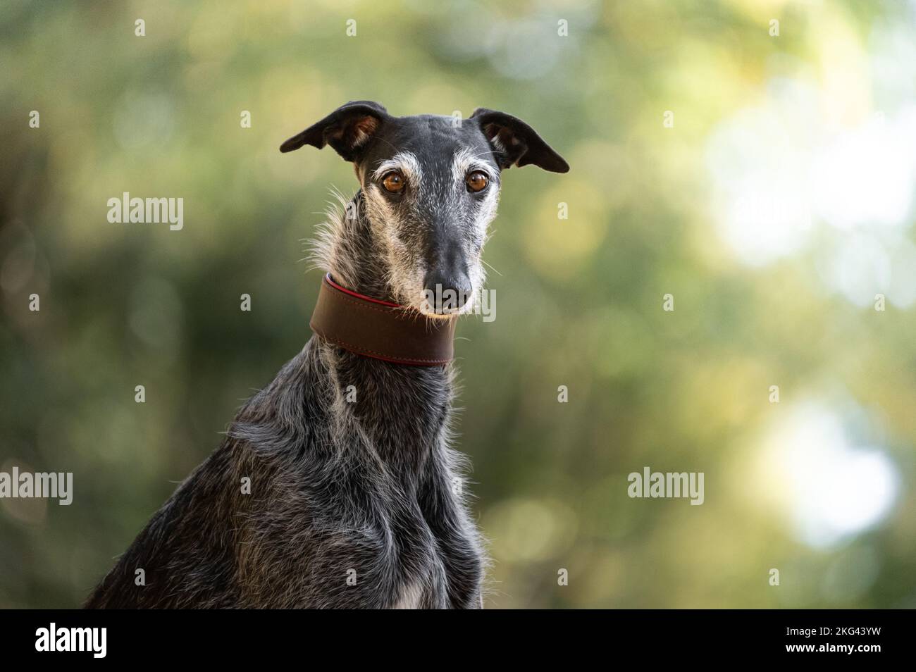 Portrait of a black Galgo Espanol outdoors Stock Photo - Alamy