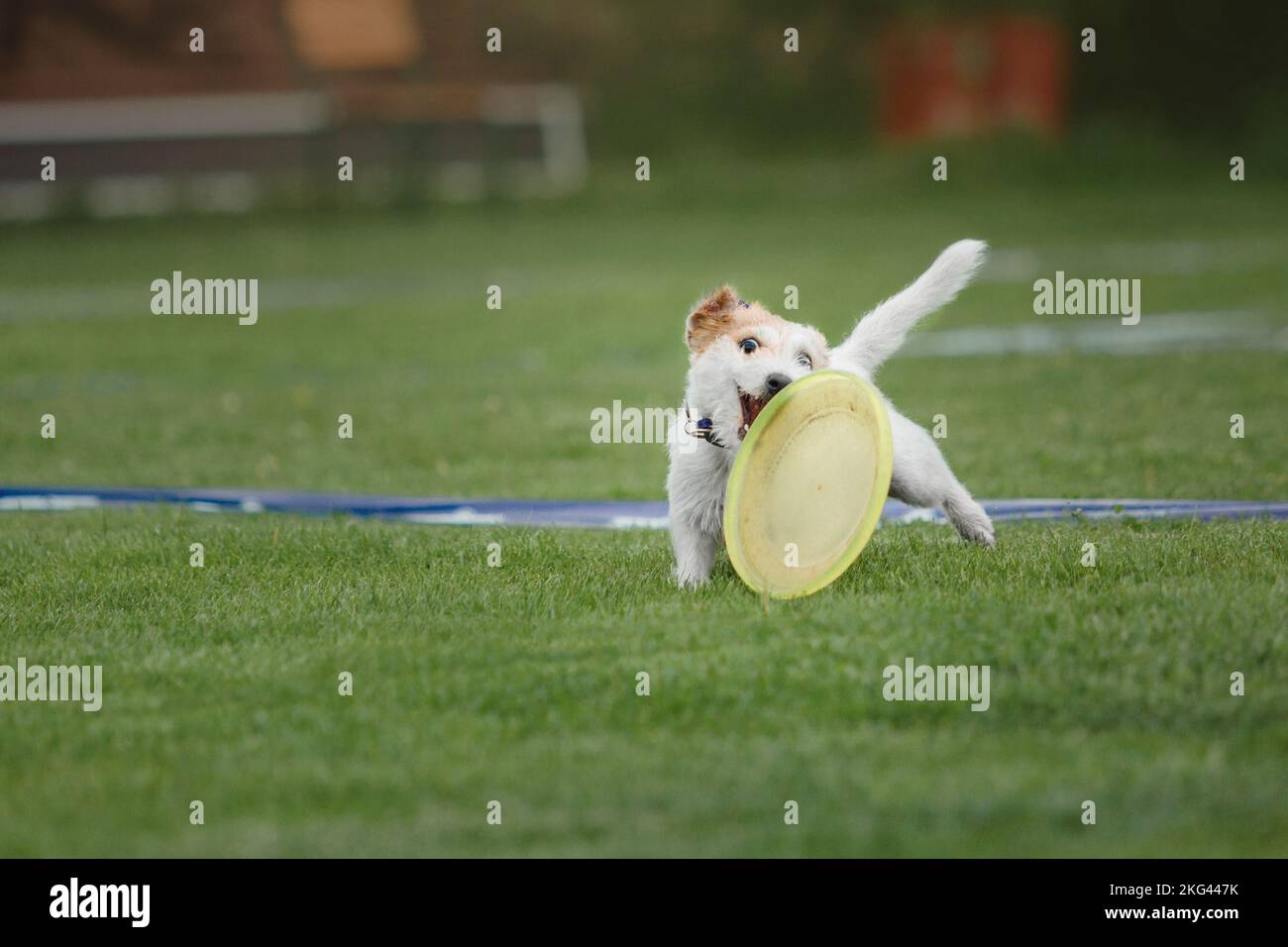 Dog catching flying disk in jump, pet playing outdoors in a park ...