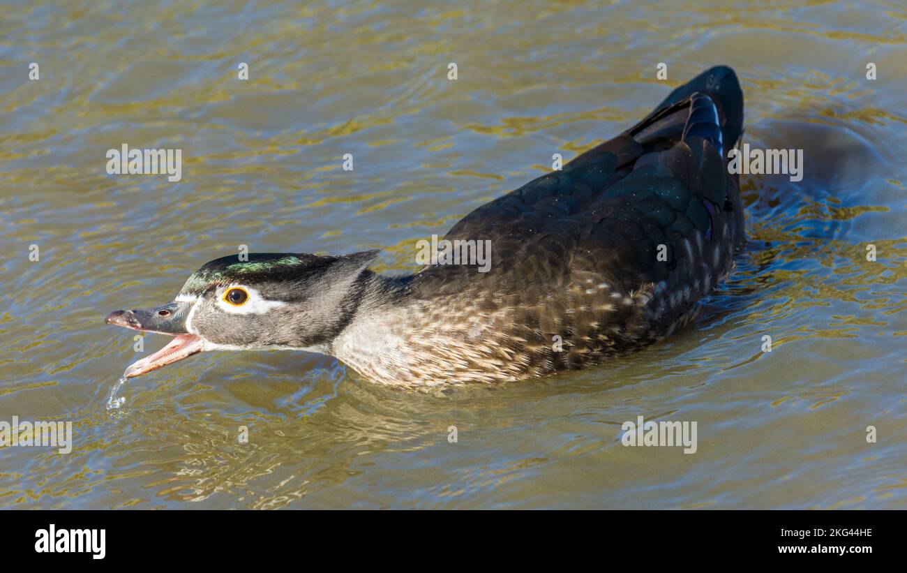 Female wood duck (Aix sponsa) in High Park, Toronto, Canada Stock Photo ...