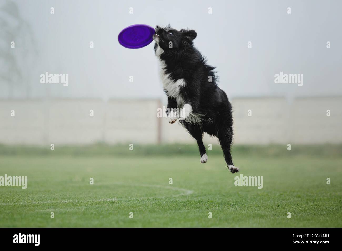 Dog catching flying disk in jump, pet playing outdoors in a park ...