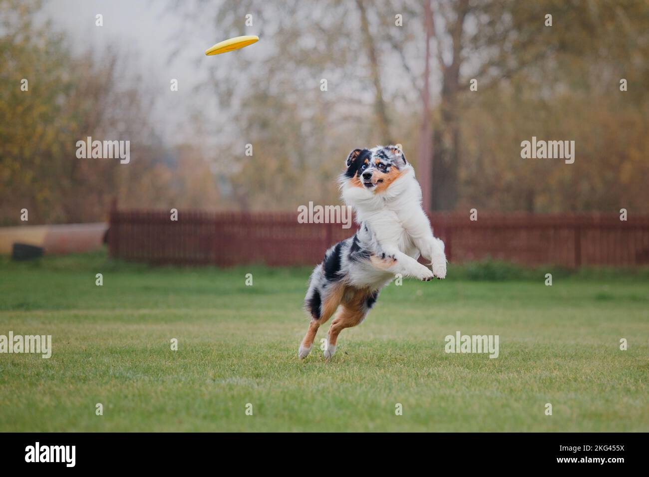 Dog catching flying disk in jump, pet playing outdoors in a park ...