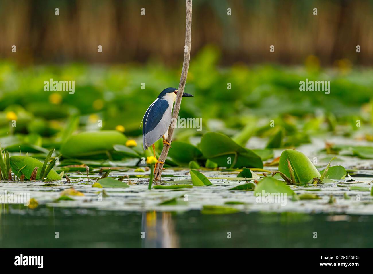A Night Heron in the wilderness of the Danube Delta in Romania Stock ...