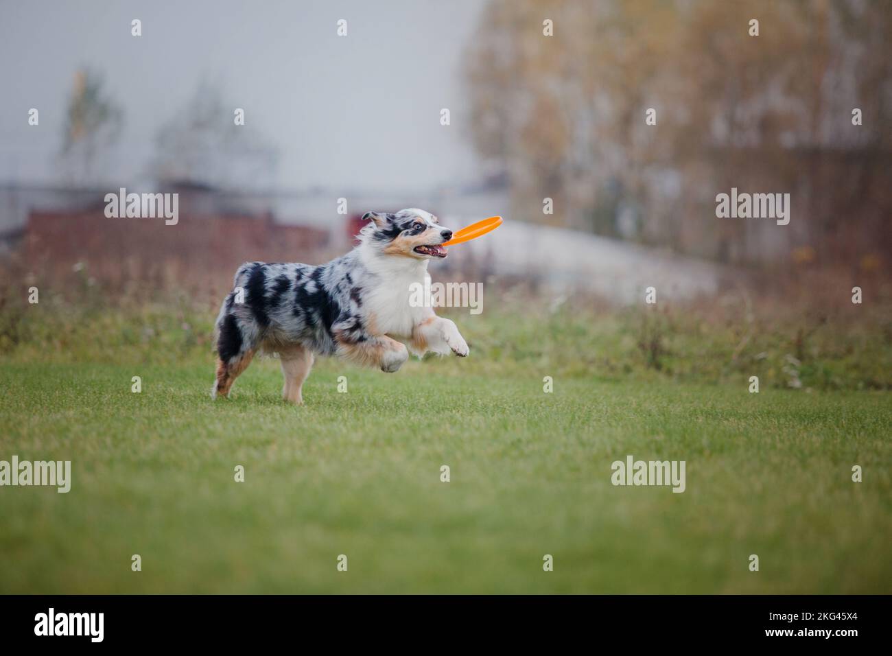 Dog catching flying disk in jump, pet playing outdoors in a park ...