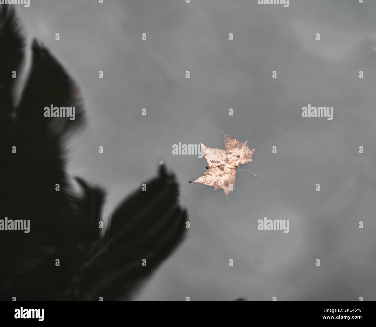 A Minimalistic Leaf floating on water with a shadow at side Stock Photo ...