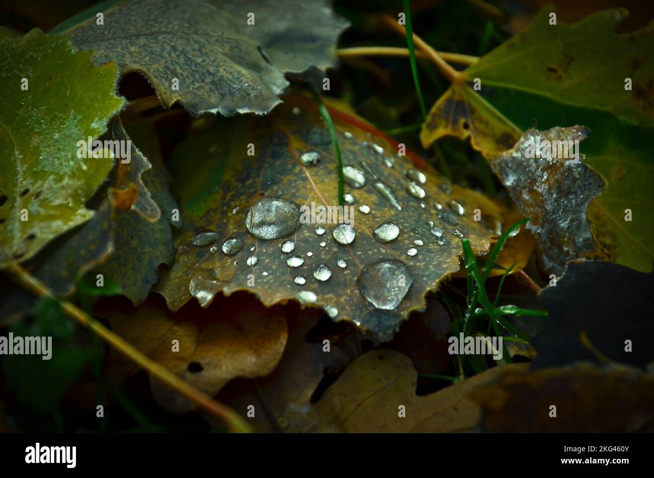 an autumn leaf with big, frozen raindrops upon it Stock Photo - Alamy