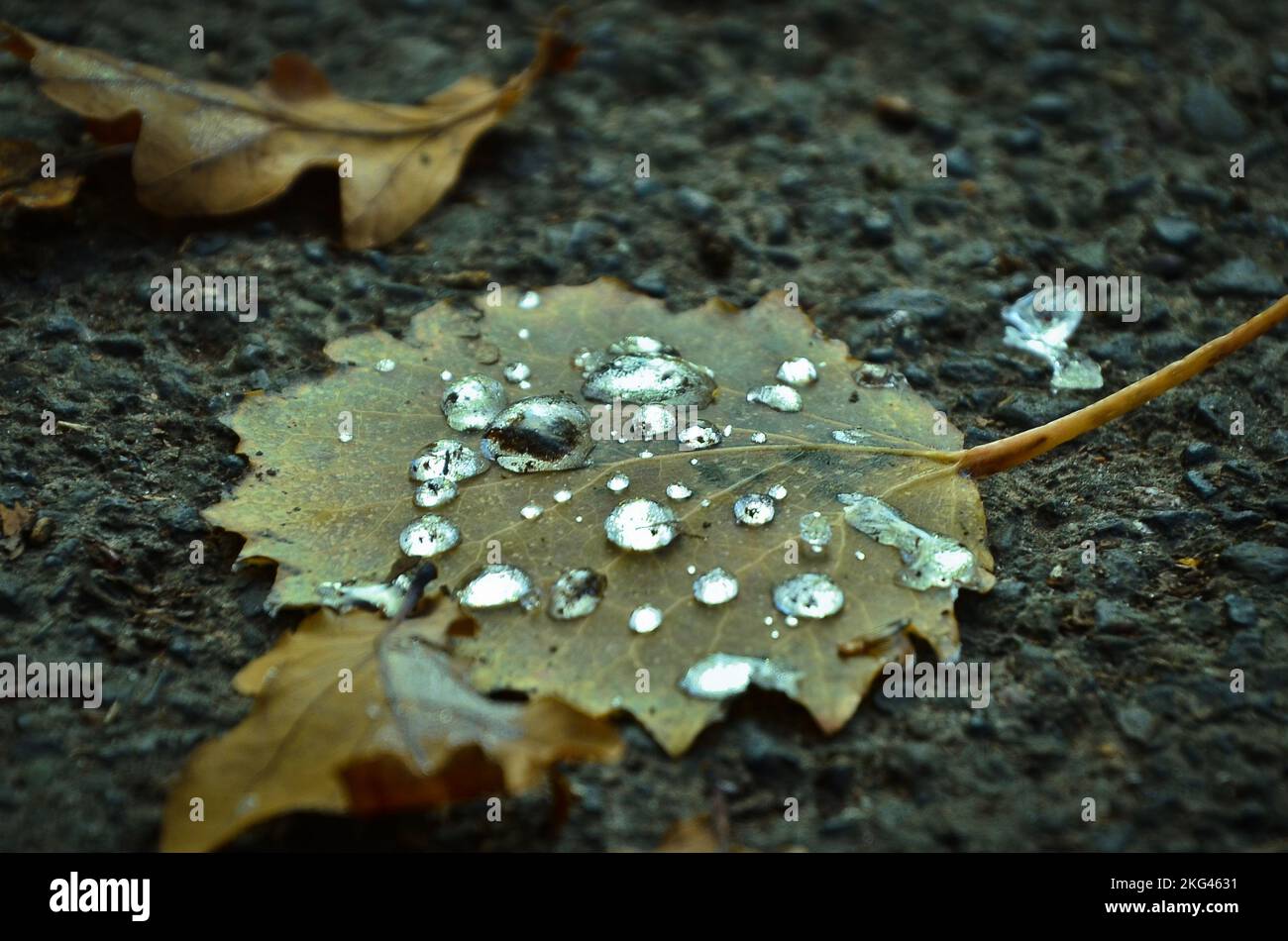 an autumn leaf with big, frozen raindrops upon it Stock Photo - Alamy