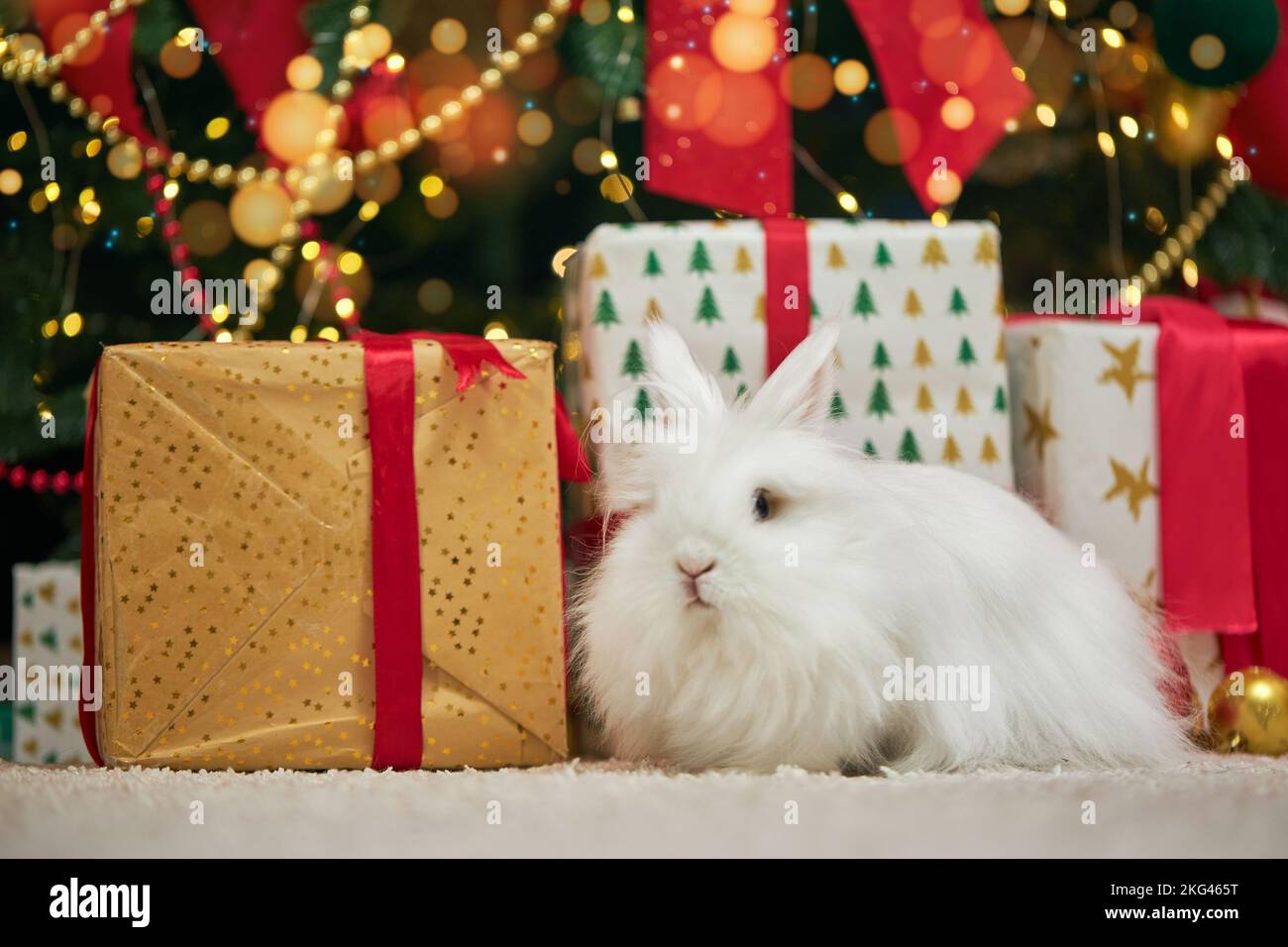 Front view of funny white rabbit sitting near decorated christmas tree ...