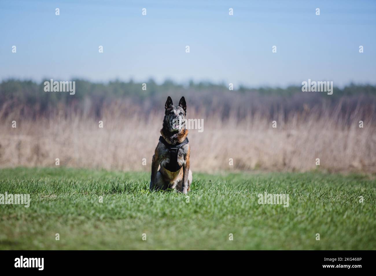 Working malinois dog. Belgian shepherd dog. Police, guard dog Stock ...