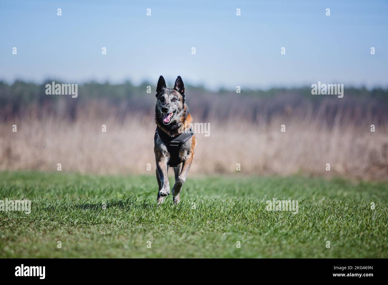 Working malinois dog. Belgian shepherd dog. Police, guard dog Stock ...