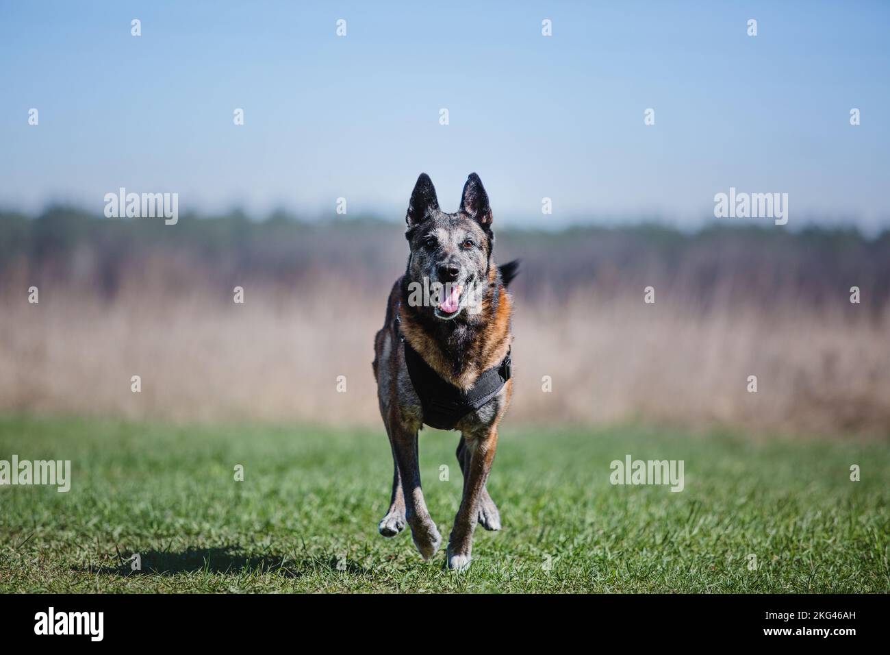 Working malinois dog. Belgian shepherd dog. Police, guard dog Stock ...
