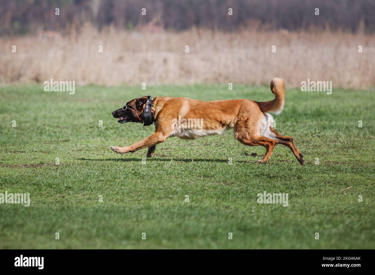 Working malinois dog. Belgian shepherd dog. Police, guard dog Stock ...