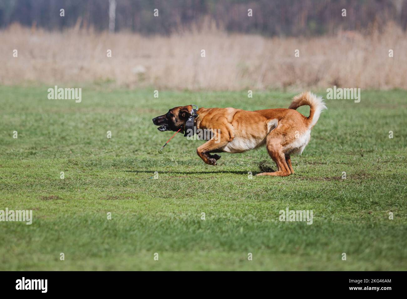 Working malinois dog. Belgian shepherd dog. Police, guard dog Stock ...