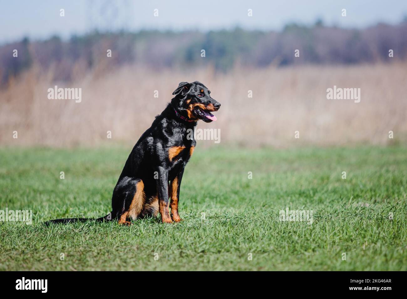 Working malinois dog. Belgian shepherd dog. Police, guard dog Stock ...