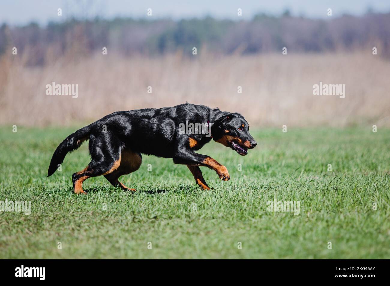 Working malinois dog. Belgian shepherd dog. Police, guard dog Stock ...