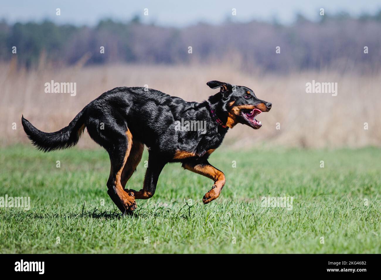 Working malinois dog. Belgian shepherd dog. Police, guard dog Stock ...