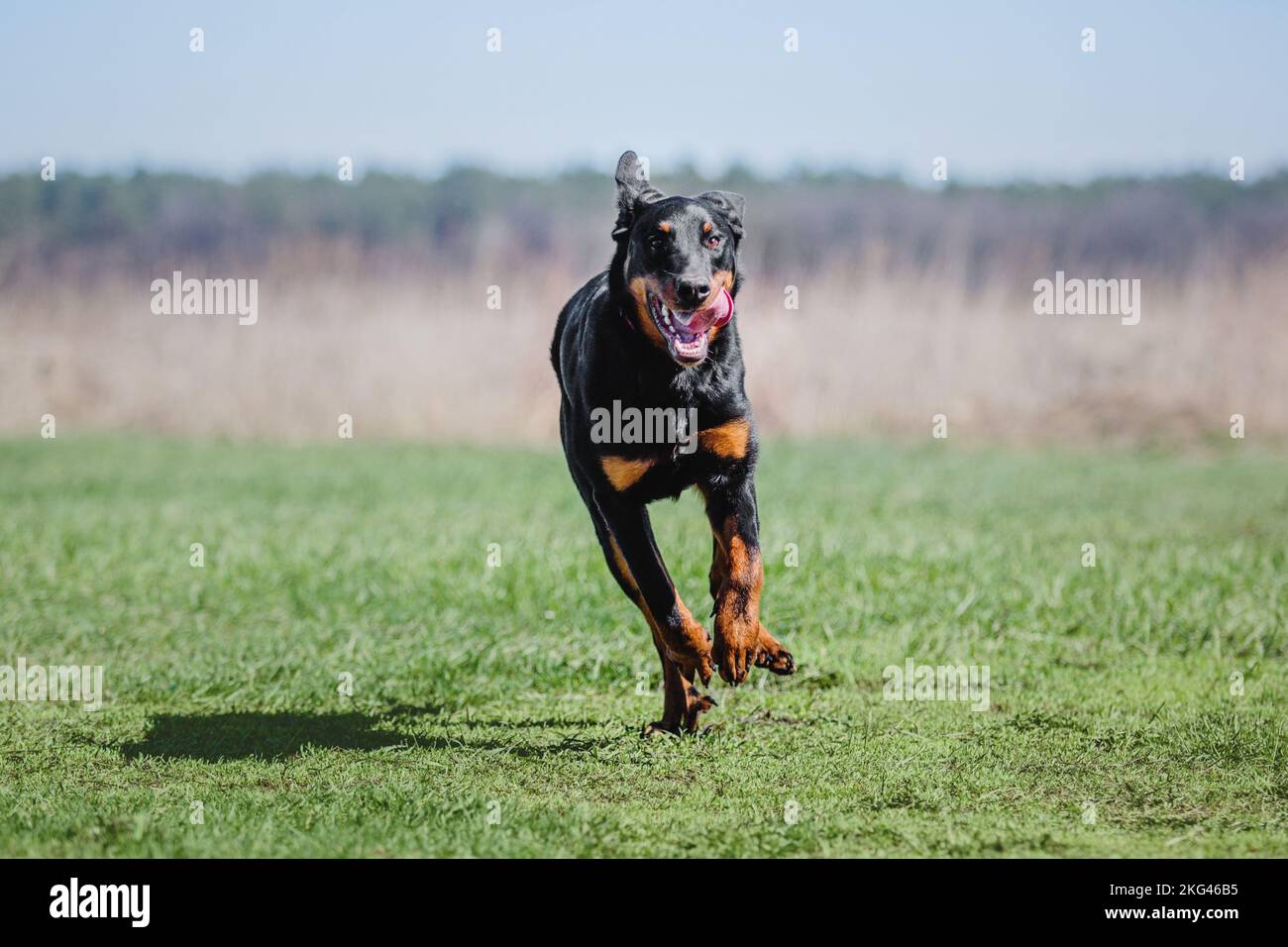 Working malinois dog. Belgian shepherd dog. Police, guard dog Stock ...