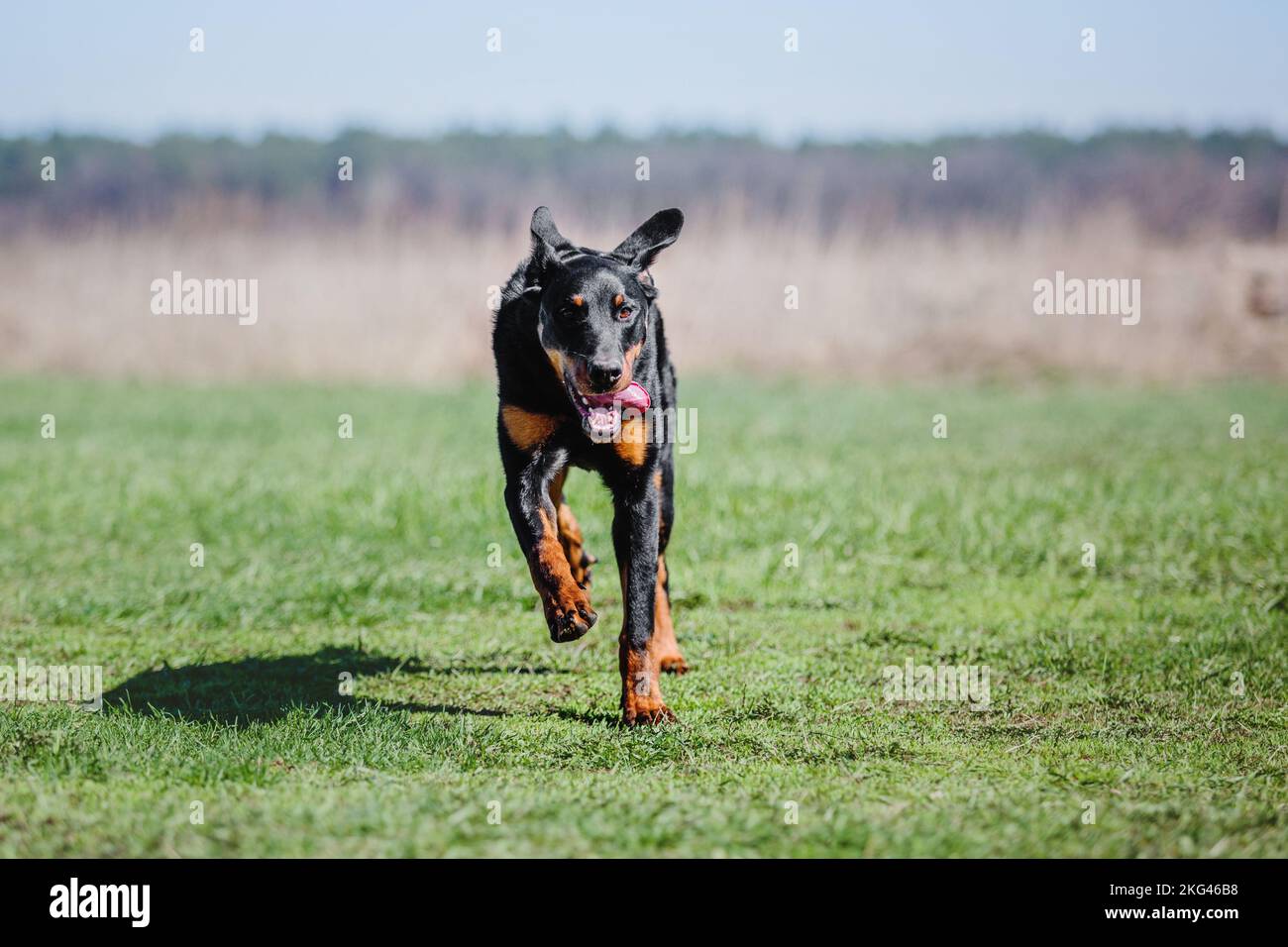 Working malinois dog. Belgian shepherd dog. Police, guard dog Stock ...