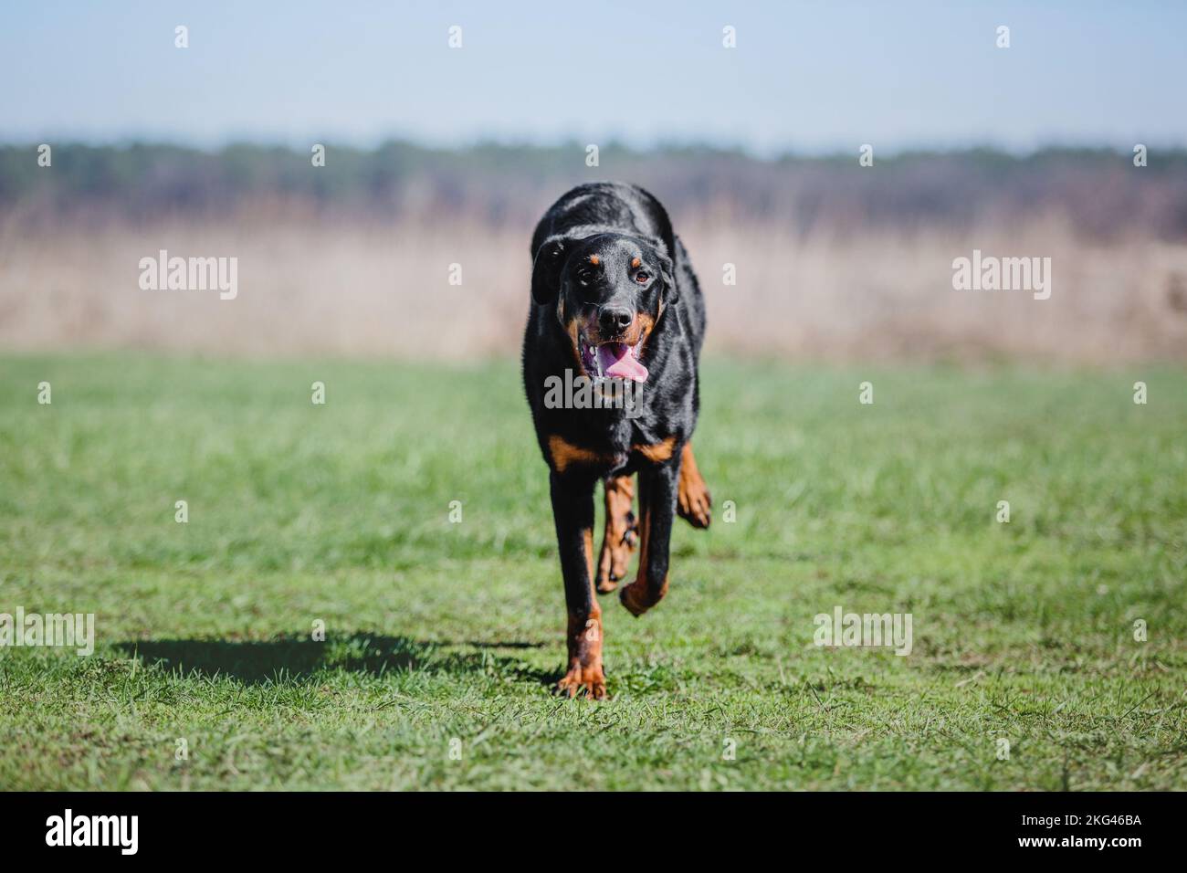 Working malinois dog. Belgian shepherd dog. Police, guard dog Stock ...