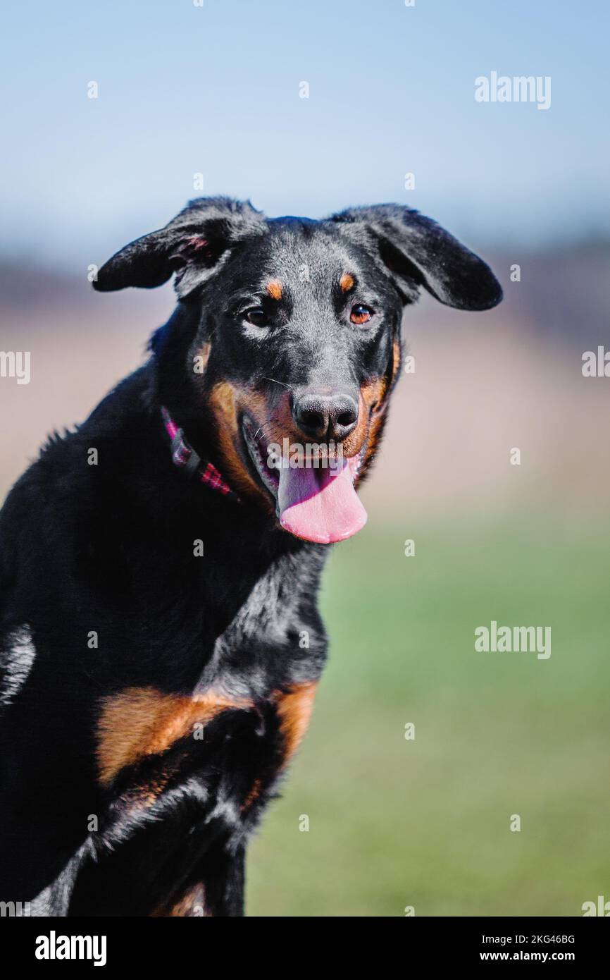 Working malinois dog. Belgian shepherd dog. Police, guard dog Stock ...