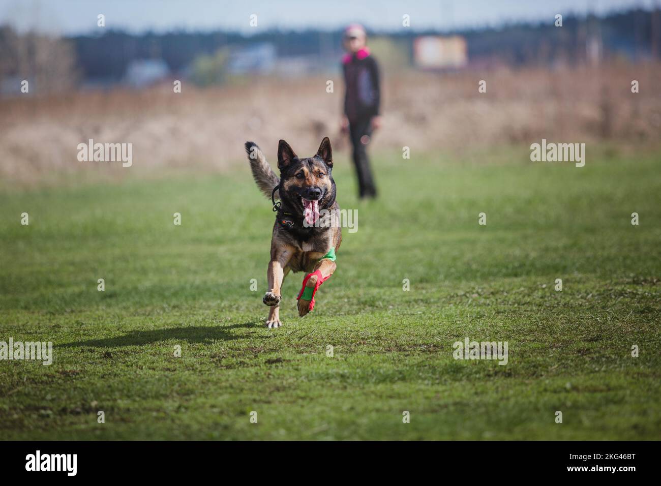 Working malinois dog. Belgian shepherd dog. Police, guard dog Stock ...