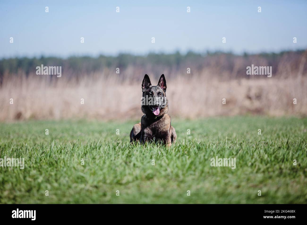 Working malinois dog. Belgian shepherd dog. Police, guard dog Stock ...