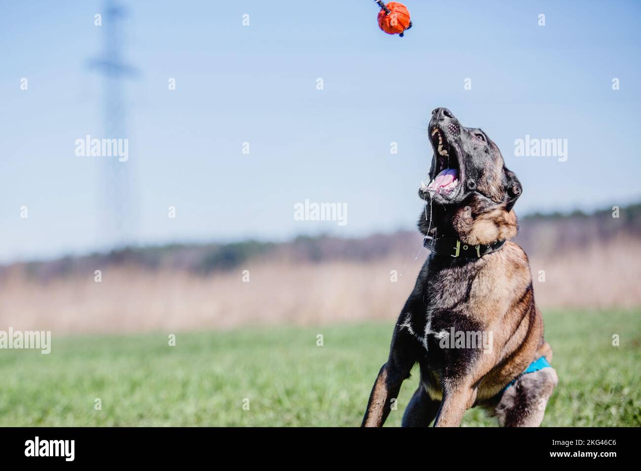 Working malinois dog. Belgian shepherd dog. Police, guard dog Stock ...