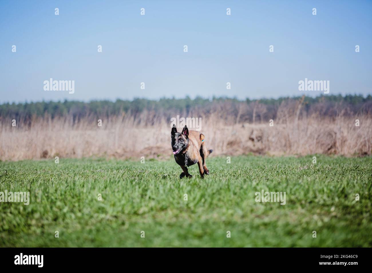 Working malinois dog. Belgian shepherd dog. Police, guard dog Stock ...