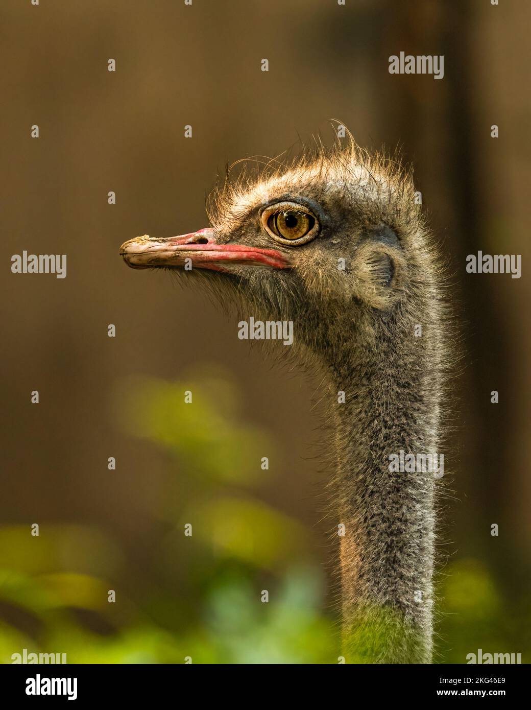 A head shot of ostrich in field Stock Photo - Alamy
