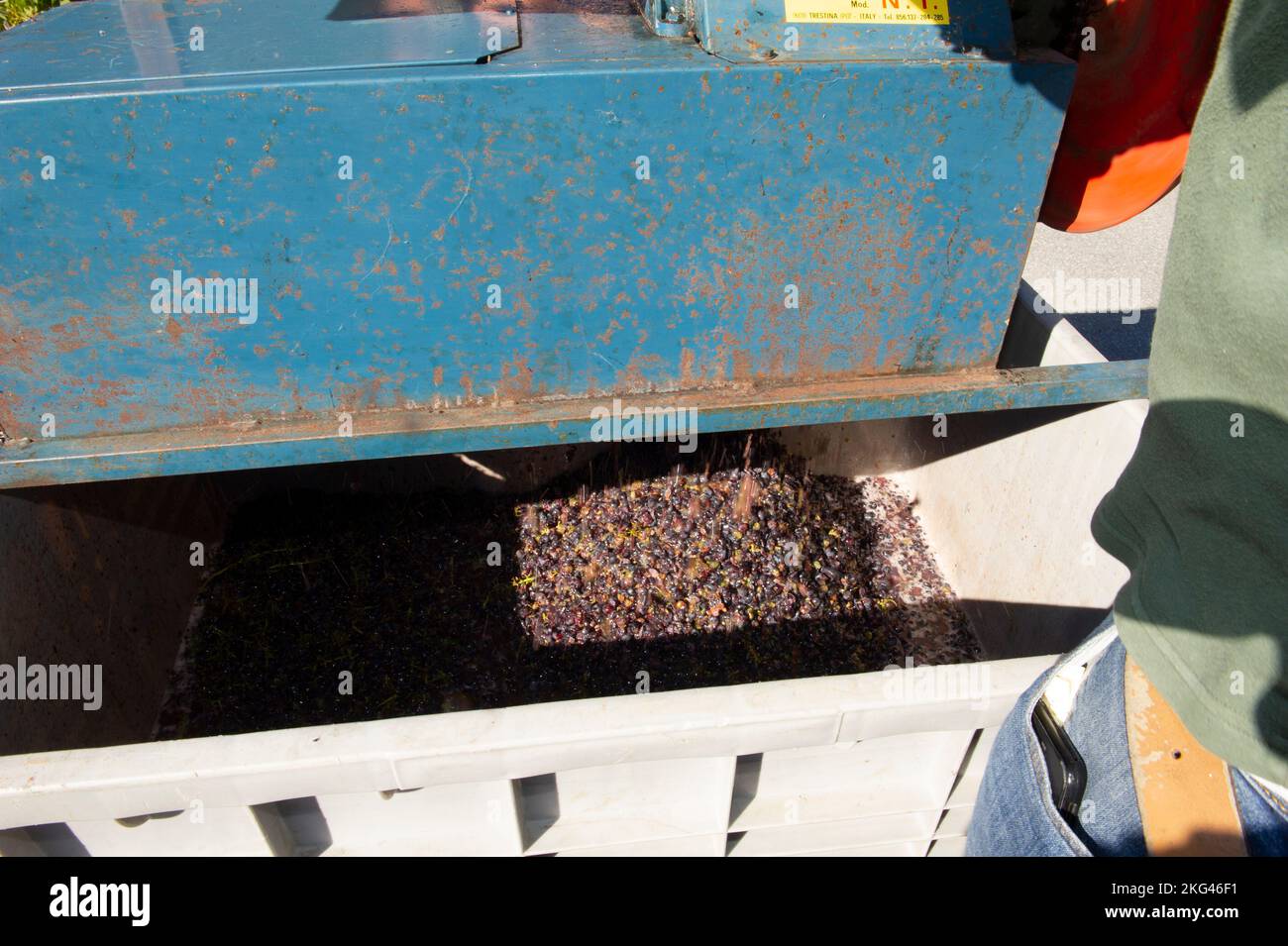 2021 october 21 - Europe, Italy, Lombardy, Sondrio, Chiuro, harvest of ...