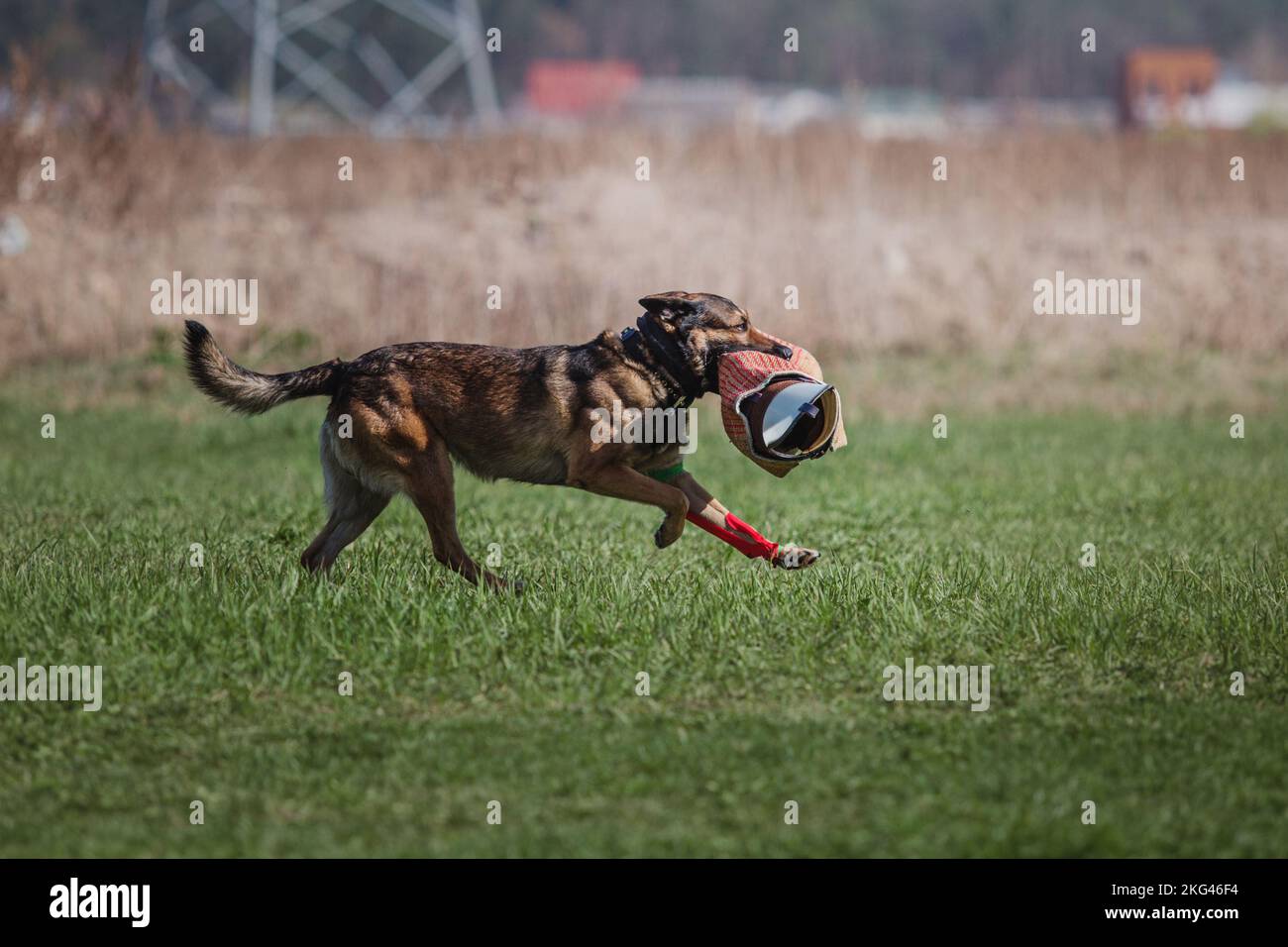 Working malinois dog. Belgian shepherd dog. Police, guard dog Stock ...