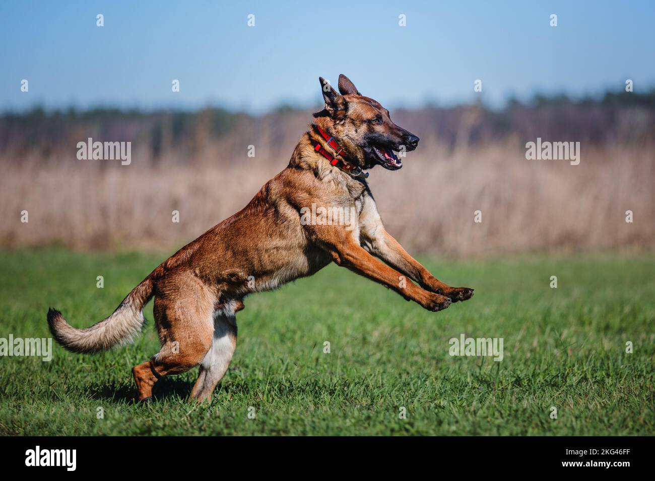 Working malinois dog. Belgian shepherd dog. Police, guard dog Stock ...